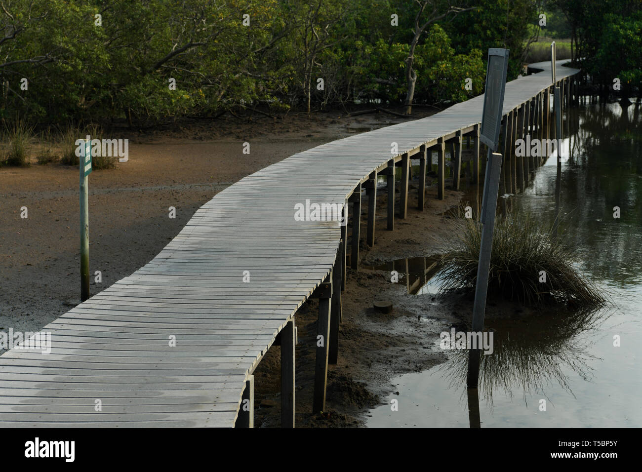Durban, KwaZulu-Natal, South Africa, landscape, mangroves in Umgeni ...