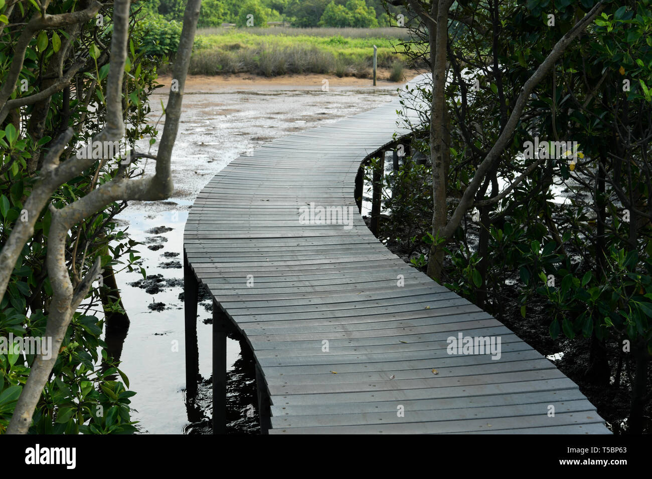 Mangrove Swamp Estuary High Resolution Stock Photography and Images - Alamy