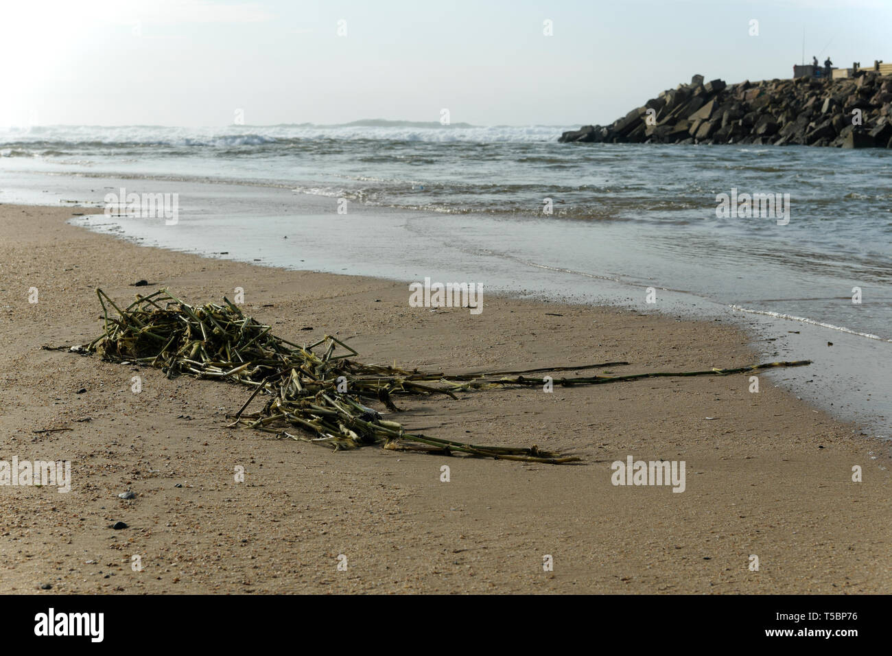 Plant flotsam washed on beach of Umgeni river mouth, landscape ...