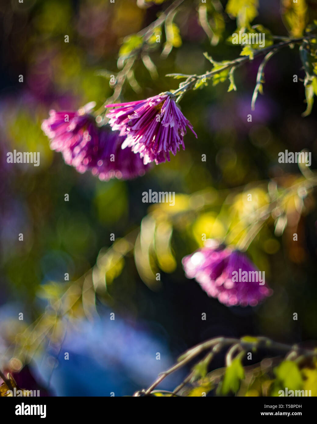 Flowers thawing on sun from night frost at early winter morning Stock ...
