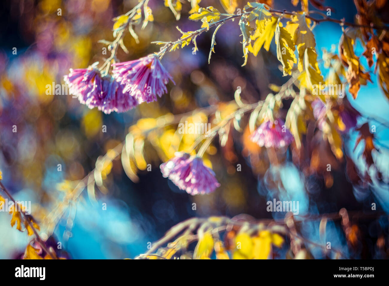 Flowers thawing on sun from night frost at early winter morning Stock ...
