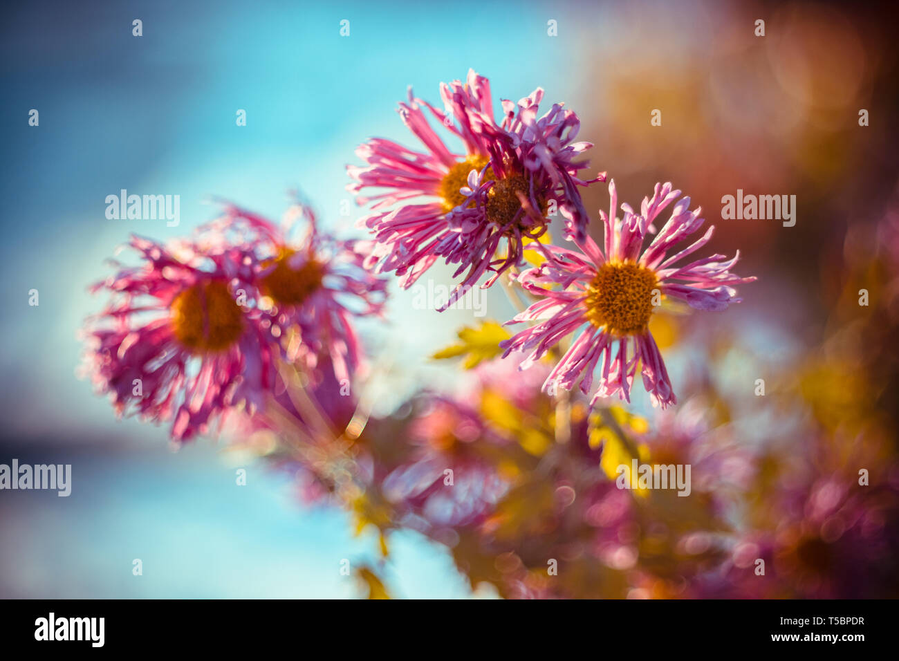 Flowers thawing on sun from night frost at early winter morning Stock ...