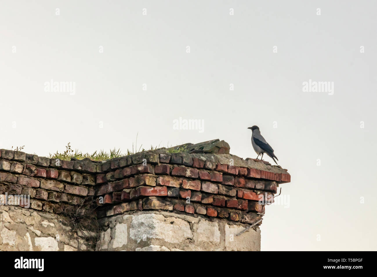 House fly in wilderness hi-res stock photography and images - Alamy