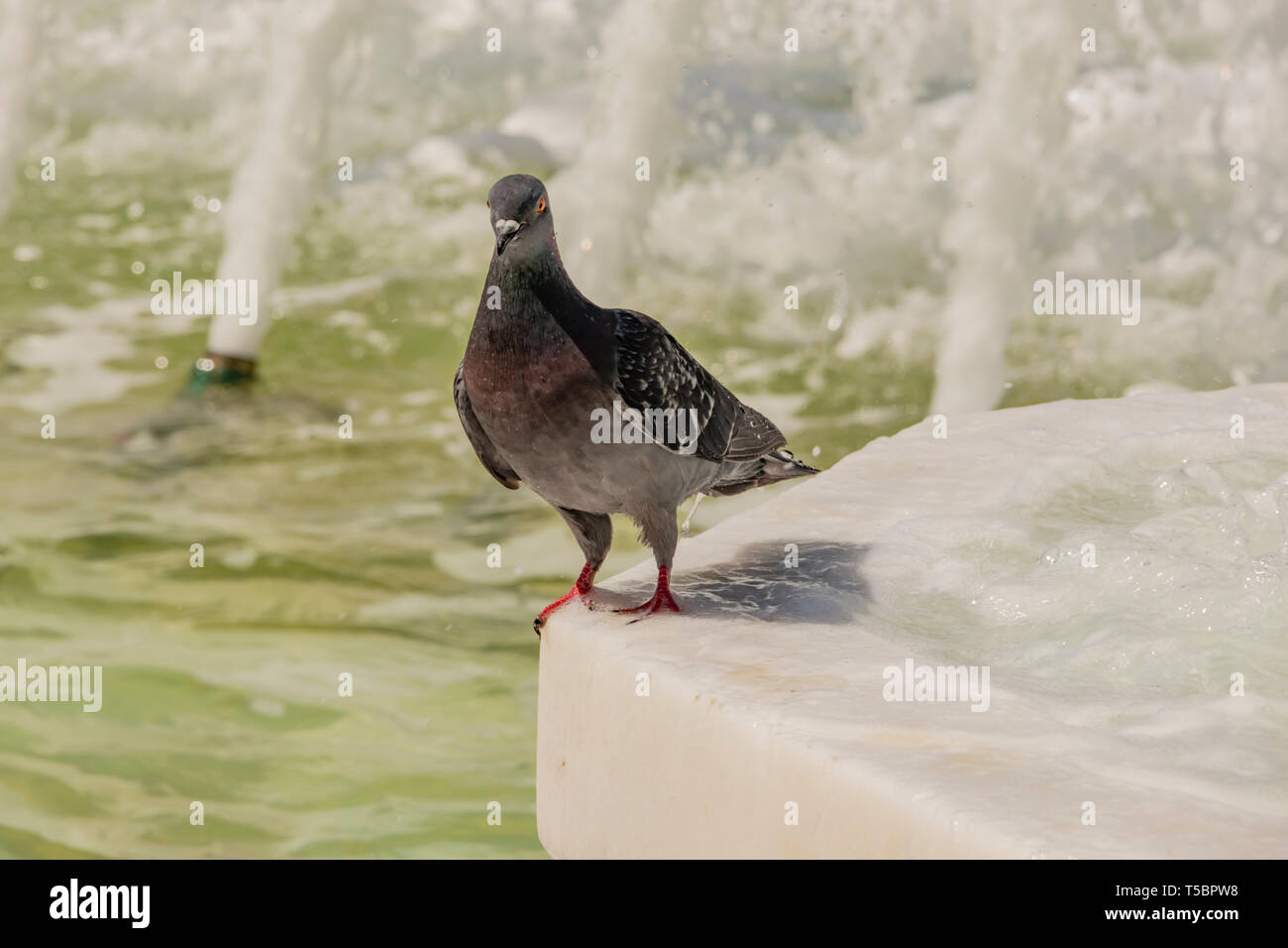 Natures avian elegance hi-res stock photography and images - Alamy