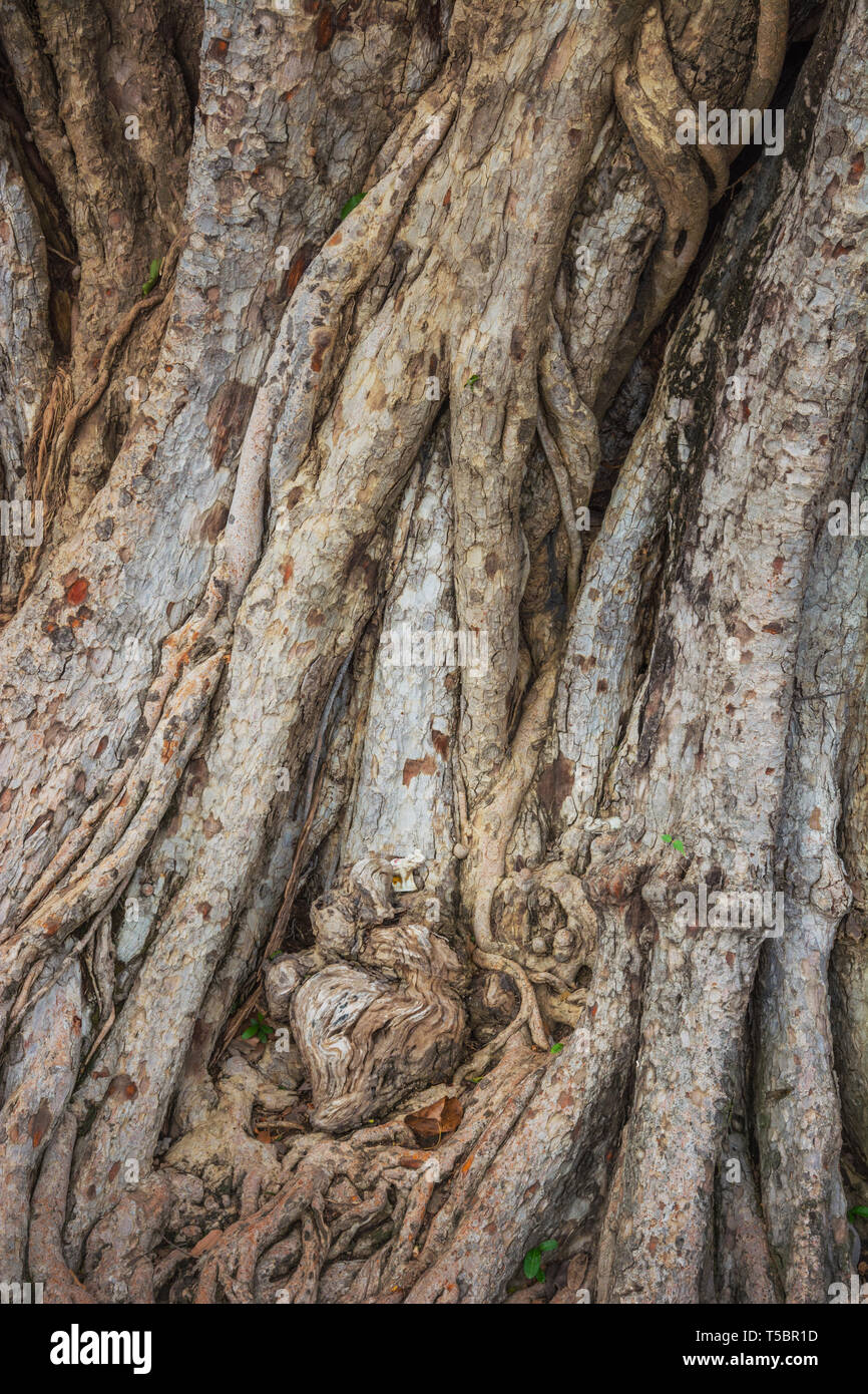 Tree root sticking out hi-res stock photography and images - Alamy