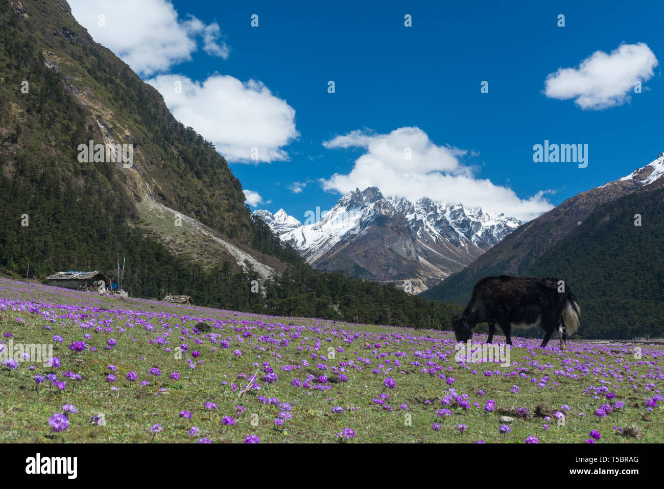Sikkim valley of flowers sanctuary hi-res stock photography and images ...