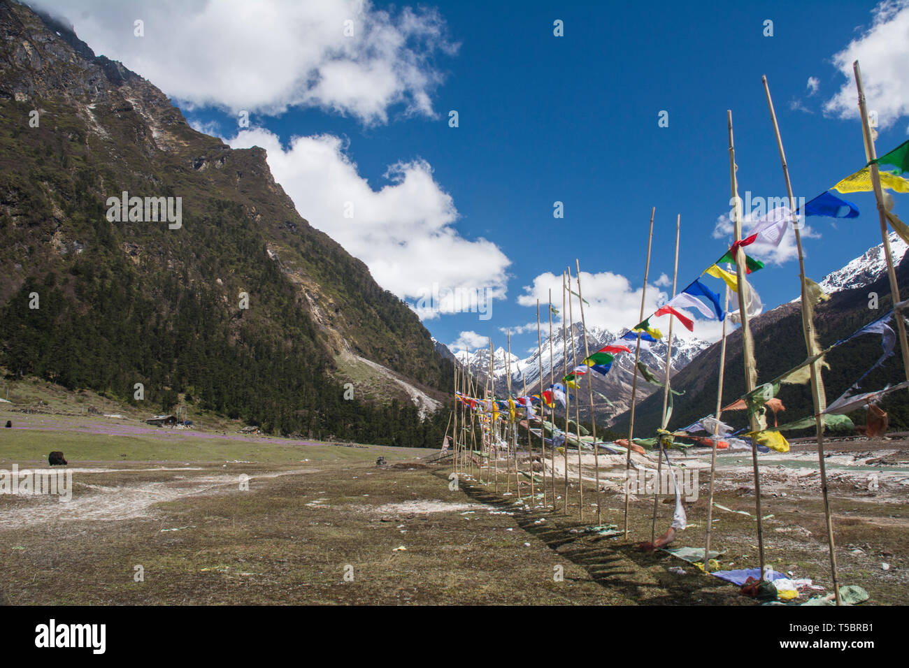 Prayer Flags at Yumthang Valley,Sikkim,India Stock Photo - Alamy