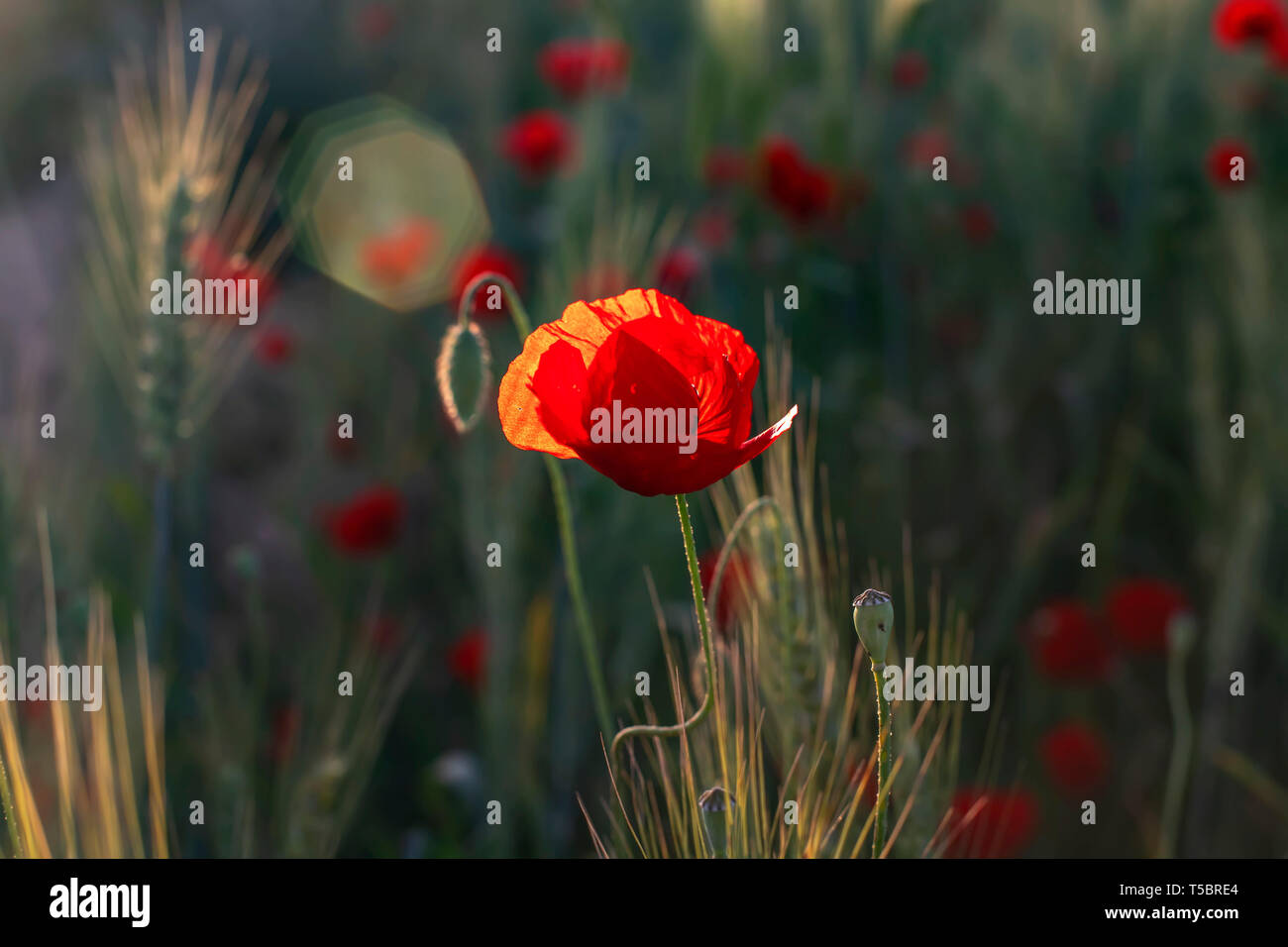 Beautiful red poppies sunset hi-res stock photography and images - Alamy