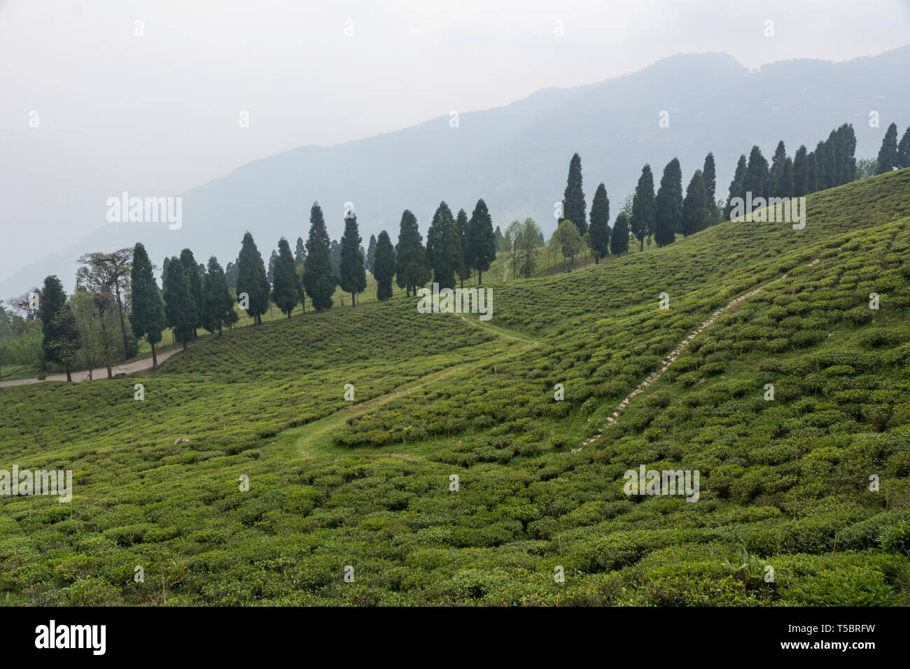 Tea Plantation view from Resort near Temi,Sikkim,India Stock Photo - Alamy