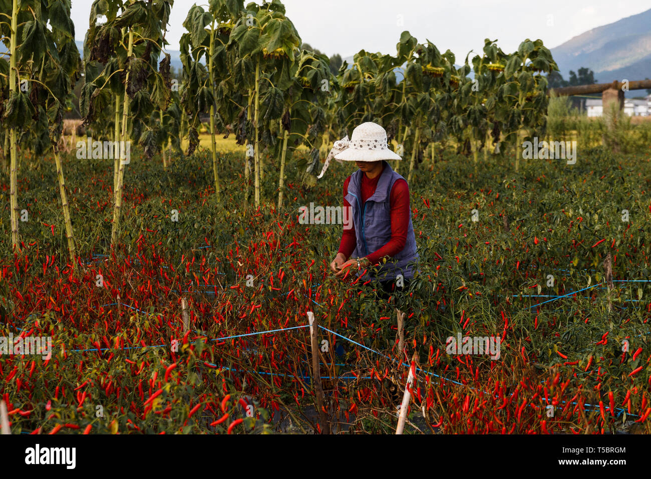 Bai villager china hi-res stock photography and images - Alamy