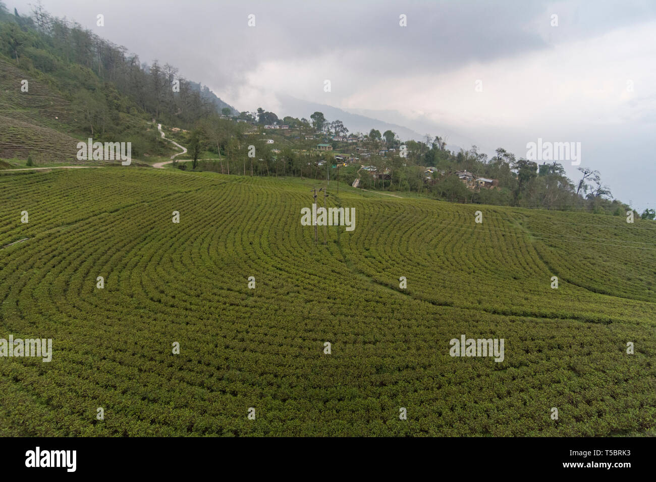 Tea Plantation at Temi Tea Estate near Gangtok,Sikkim,India Stock Photo ...