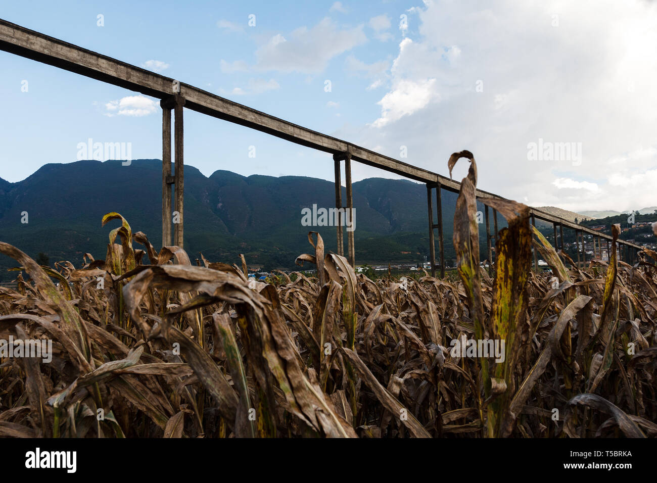 Corn field in Chinese Yunnan countryside Stock Photo - Alamy