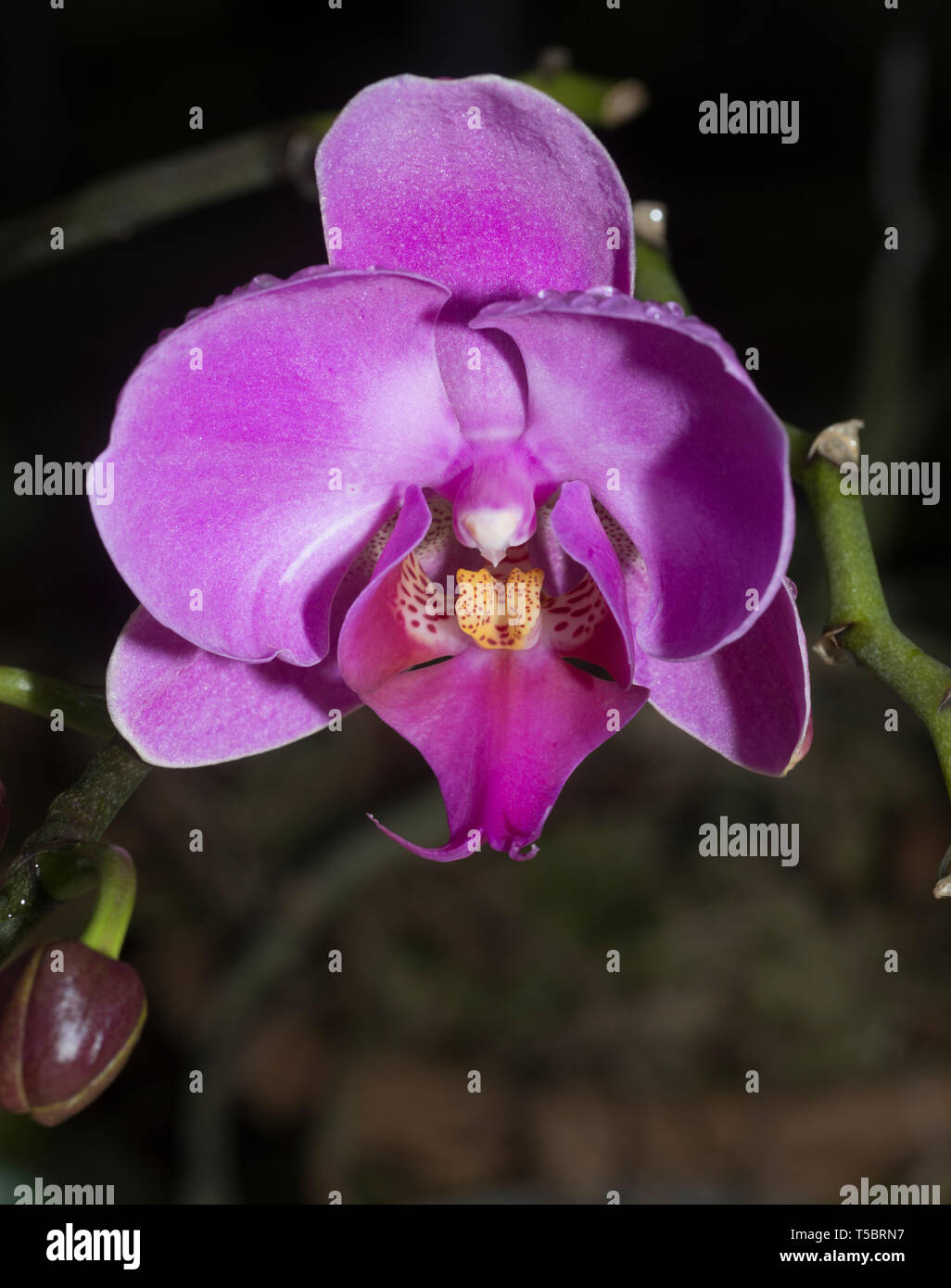Close up of an Orchid Flower in a Nursery near Gangtok,Sikkim,India ...