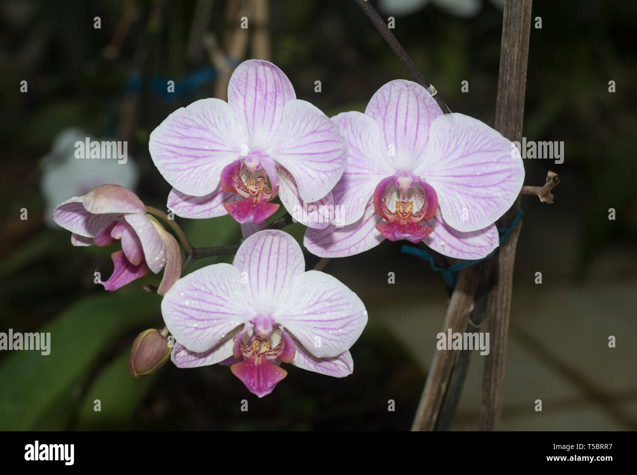 Sikkim orchid hi-res stock photography and images - Alamy