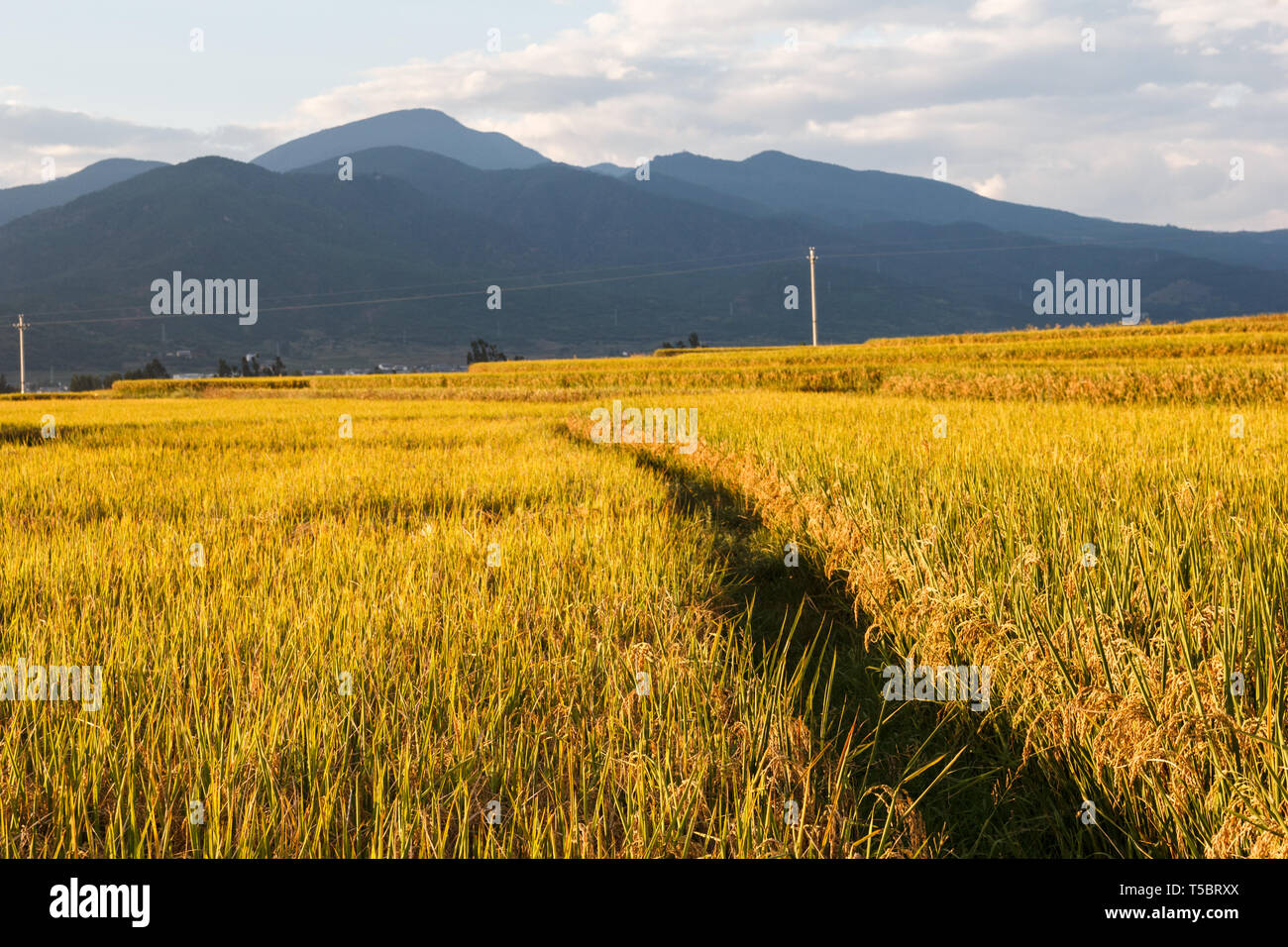 Yellow fields during Autumn in Chinese countryside in Yunnan Stock ...