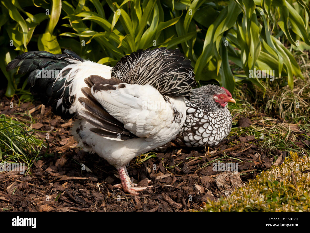 Bantams hi-res stock photography and images - Alamy