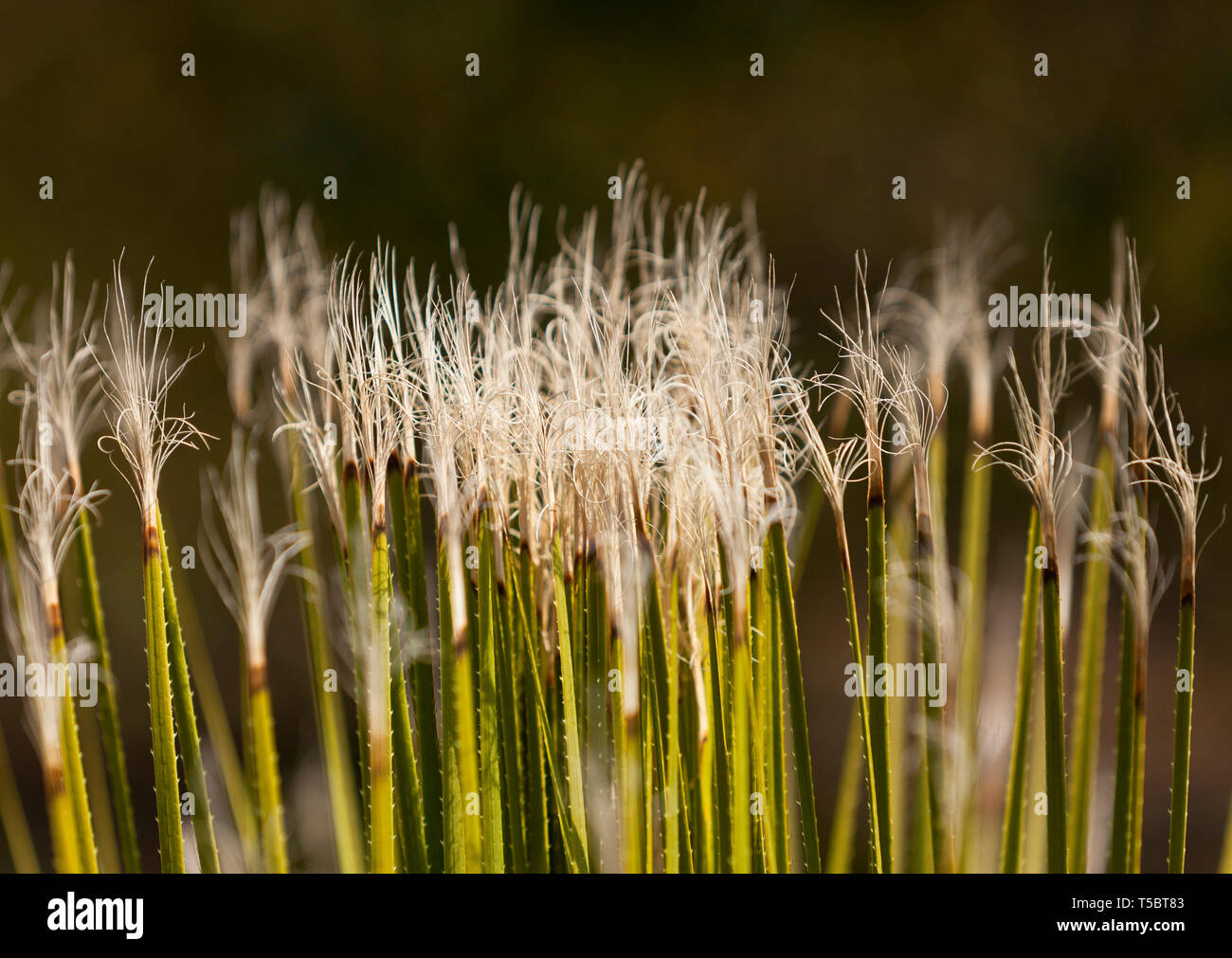 Barbed Plants High Resolution Stock Photography and Images - Alamy