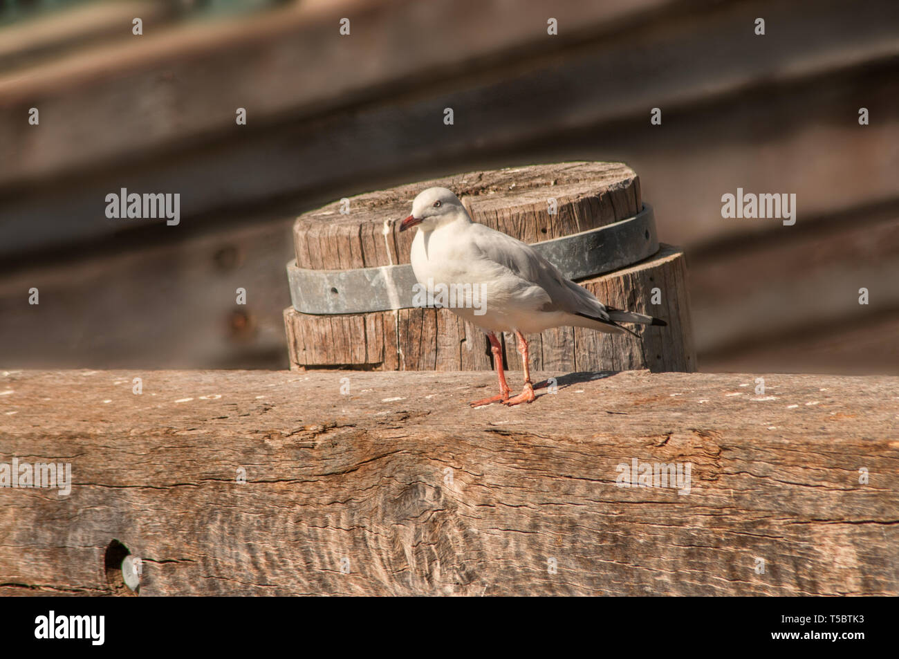 Seaside birdlife hi-res stock photography and images - Alamy