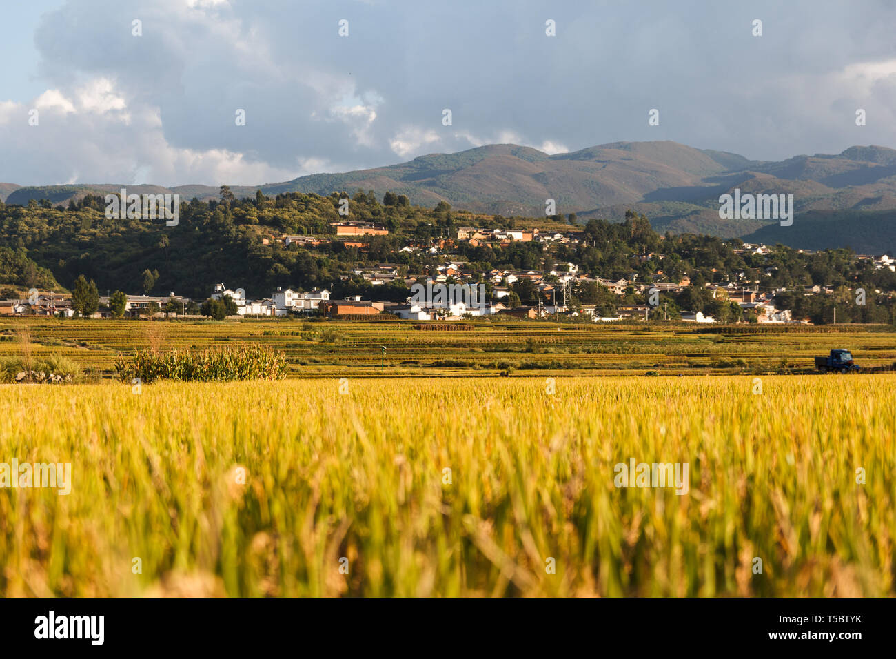 Yellow field and a village in Chinese countryside Stock Photo - Alamy
