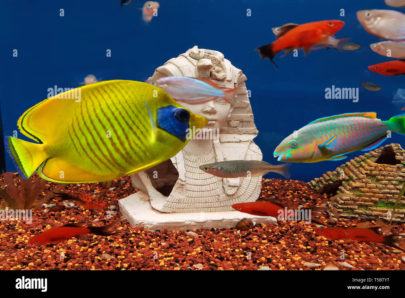 Underwater landscape in the sea with exotic fish and coral reefs Stock ...