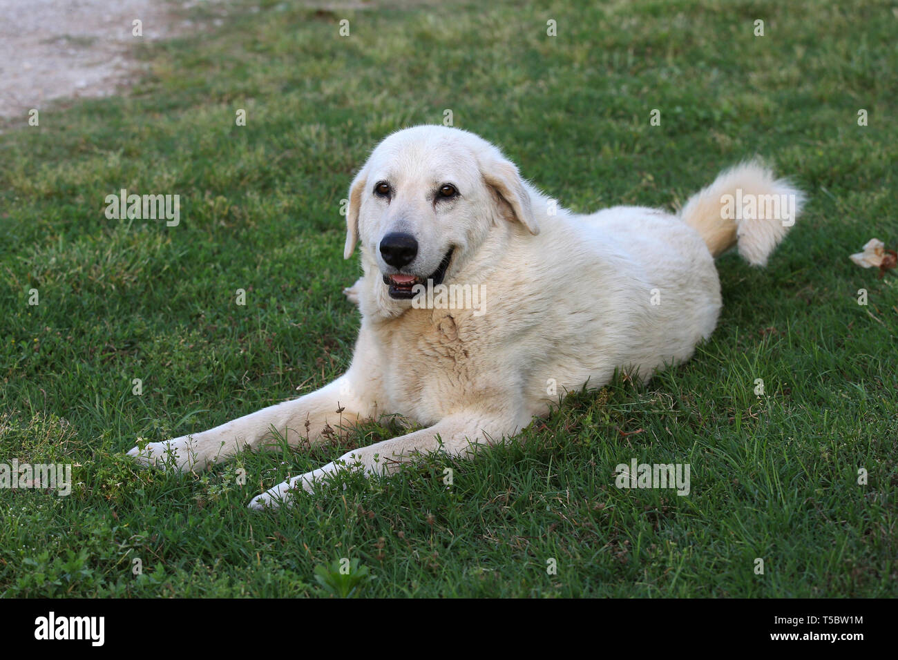 What Is A Akbash Breed Of Dog