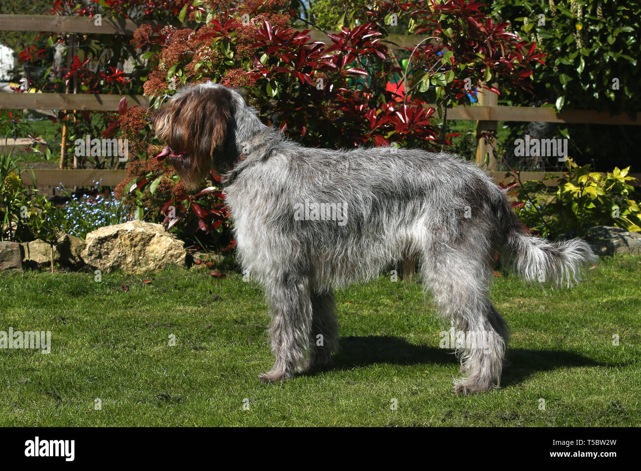 Griffon Korthals High Resolution Stock Photography and Images - Alamy