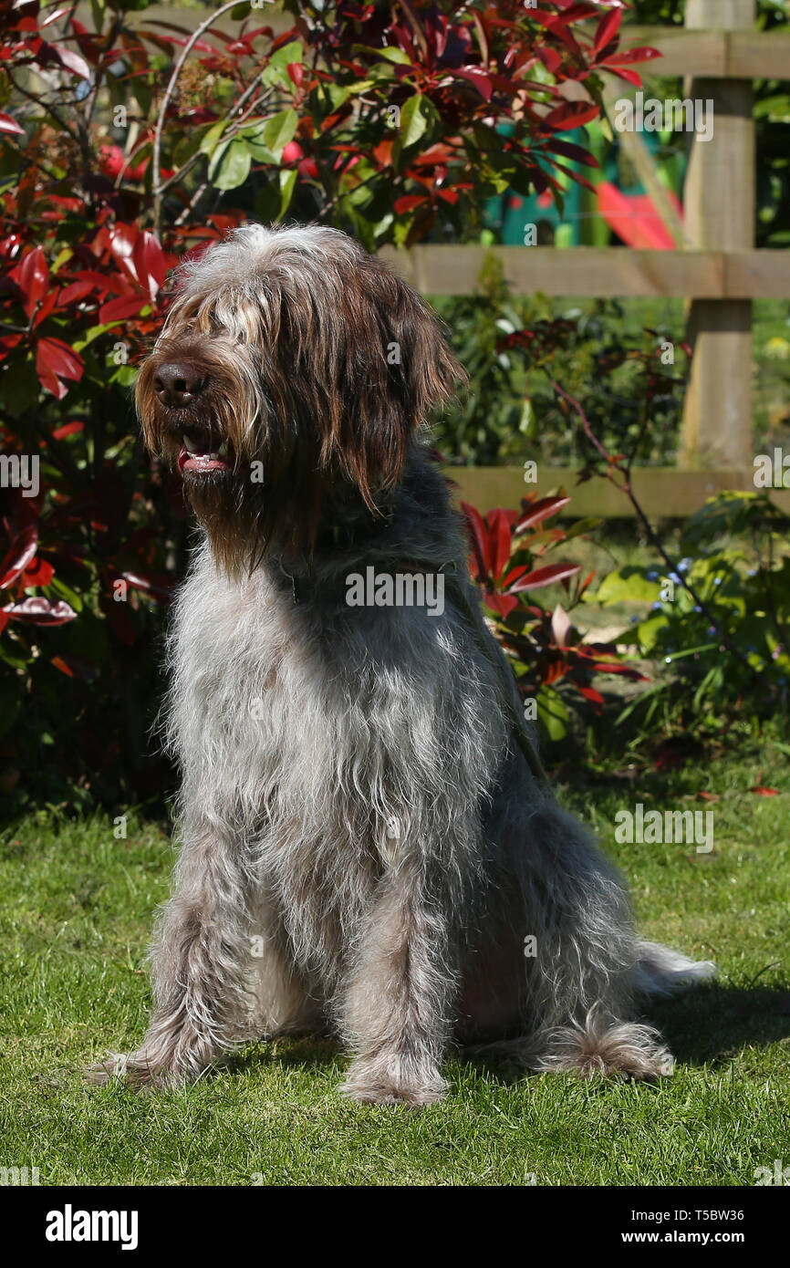 Griffon Korthals High Resolution Stock Photography and Images - Alamy