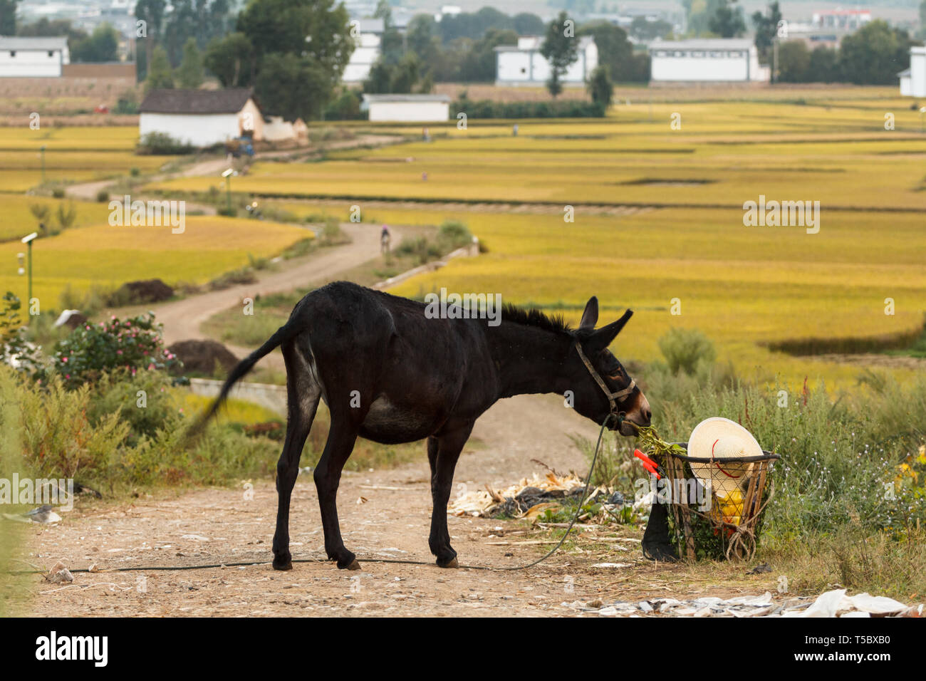 Mule in Chinese countryside with beautiful fields Stock Photo - Alamy