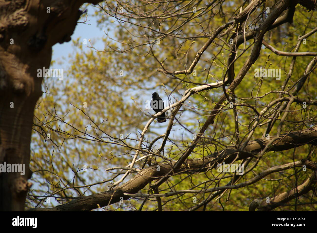 Birdwatching - A crow perched aloft, high up on a tree surveying the ...