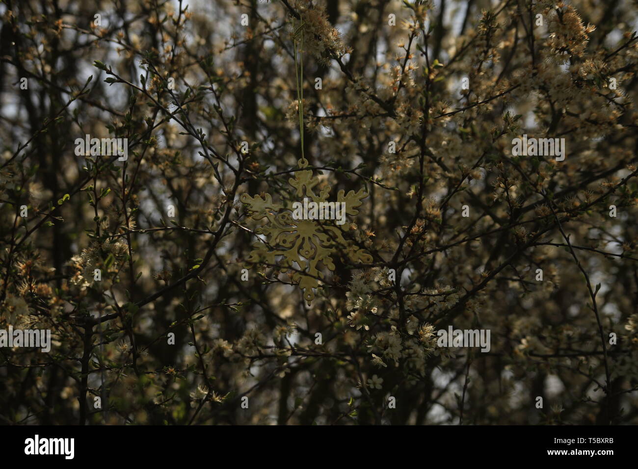 Tree decoration on the branch of a tree for Australian Christmas ...