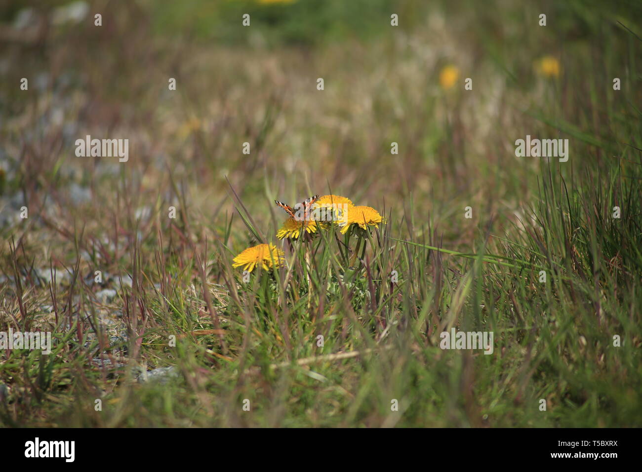 Small tortoise butterfly (Aglais urticae) resting on a dandelion in a ...