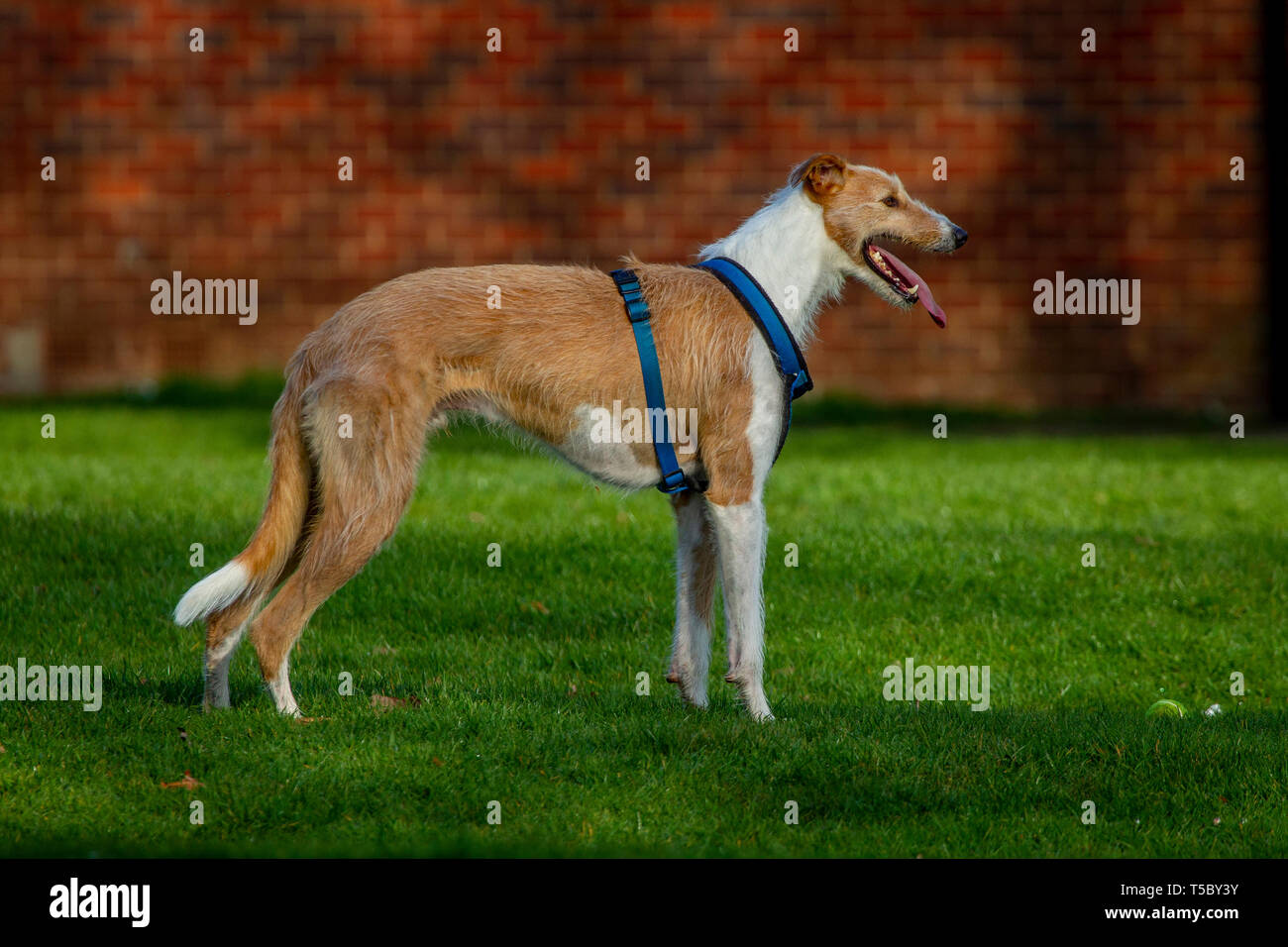 A Tan and White Lurcher stood panting after running around front of a ...
