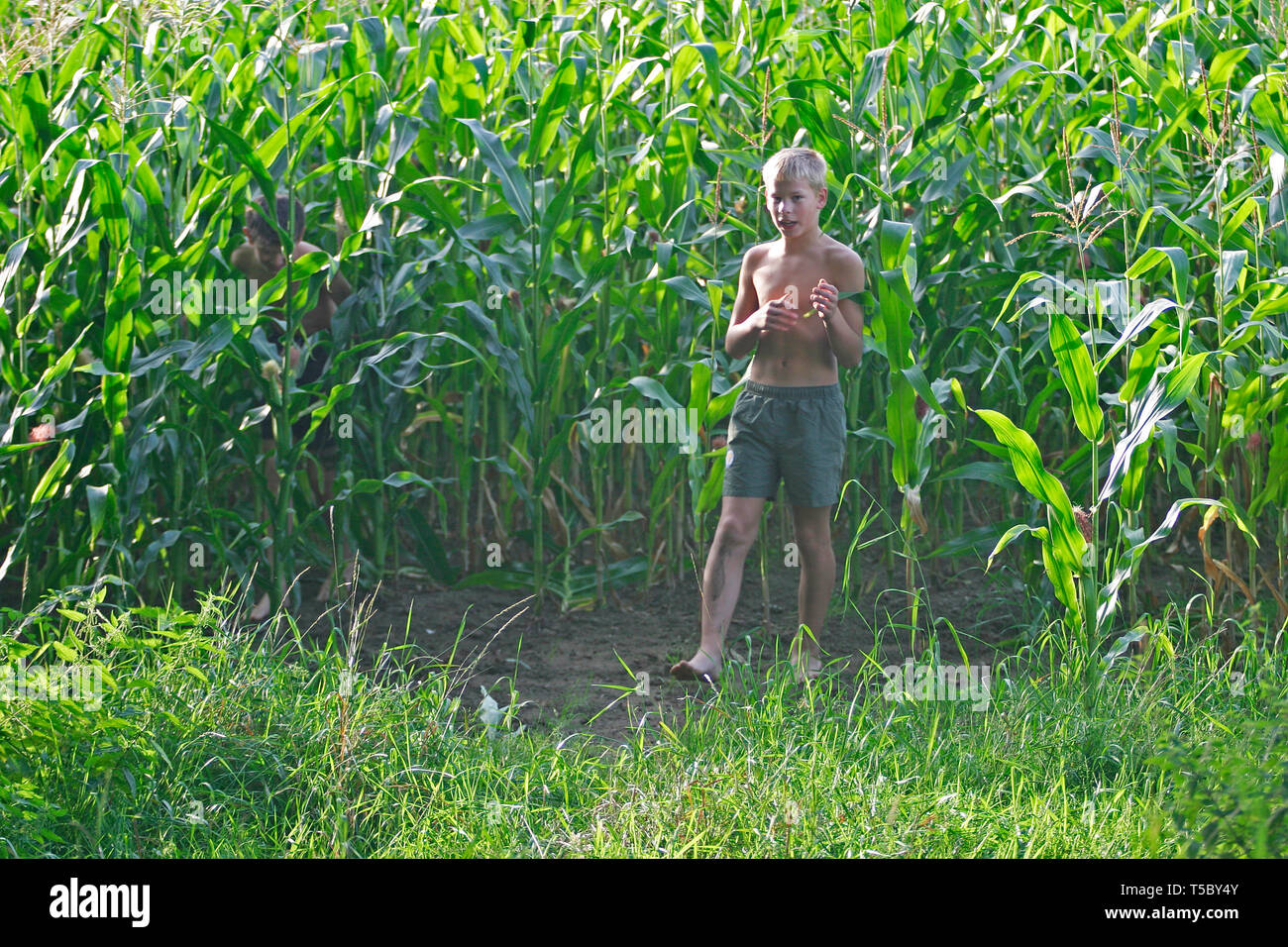 young boy playing in a maize field Stock Photo - Alamy