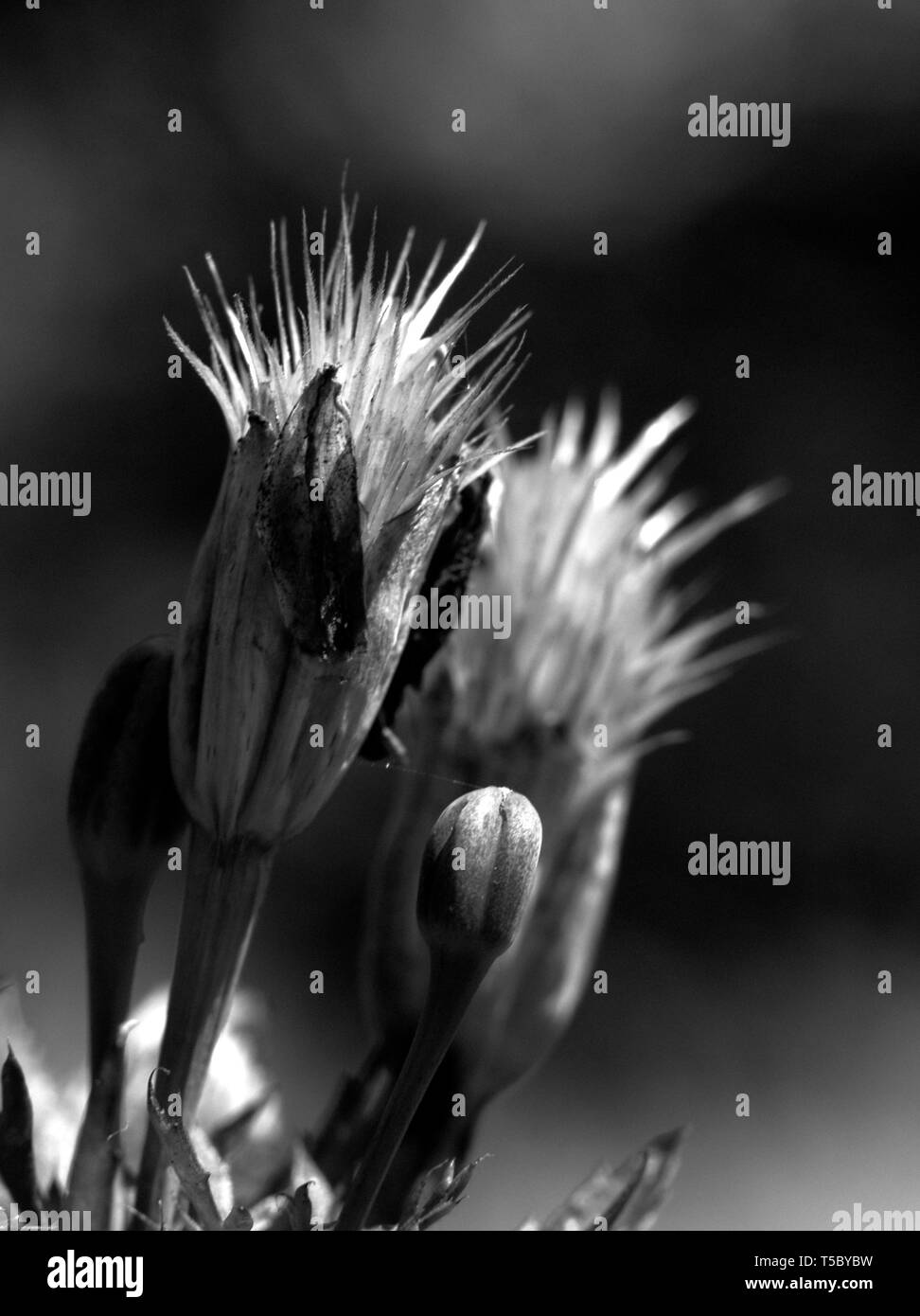 Structure of flower Black and White Stock Photos & Images - Alamy