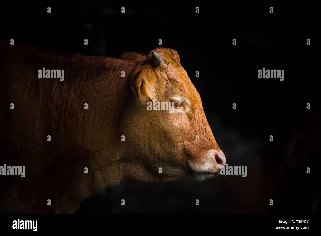 Cow portrait dark background Stock Photo - Alamy
