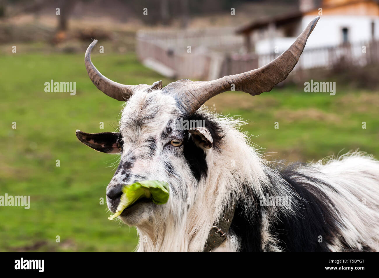 Portrait of a big horned male buck goat standing on the fields of ...