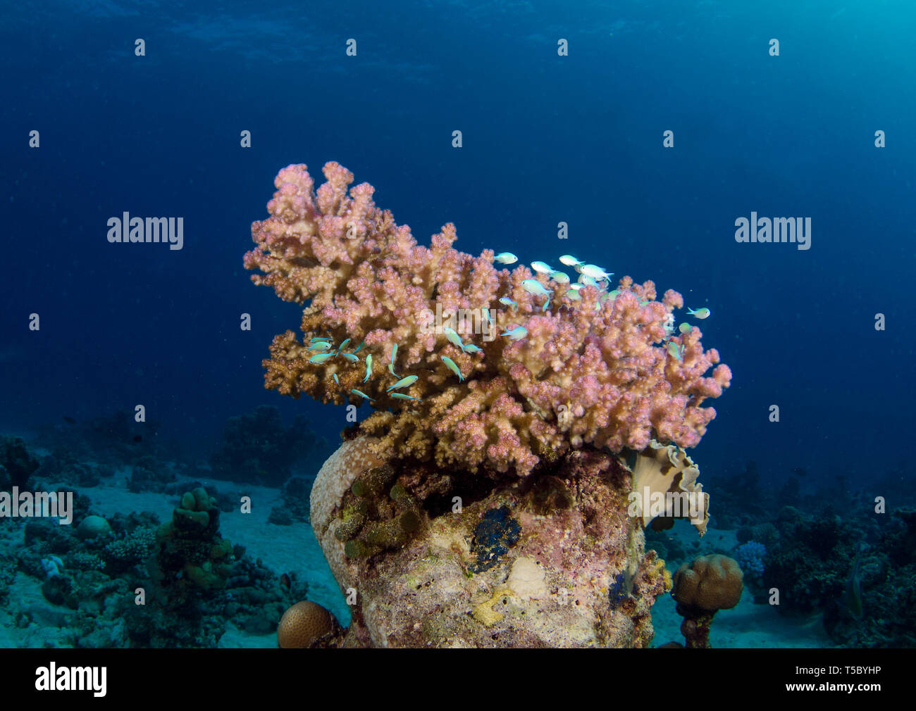 Coral reef, with fish, Hamata, Red Sea, Egypt Stock Photo - Alamy