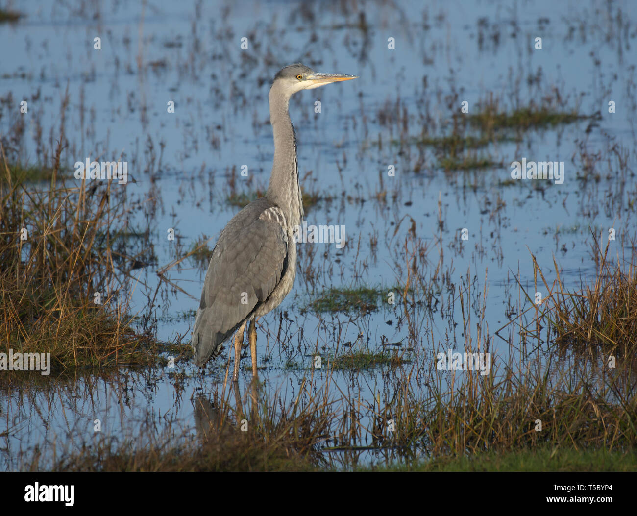 Hunting in marsh hi-res stock photography and images - Alamy