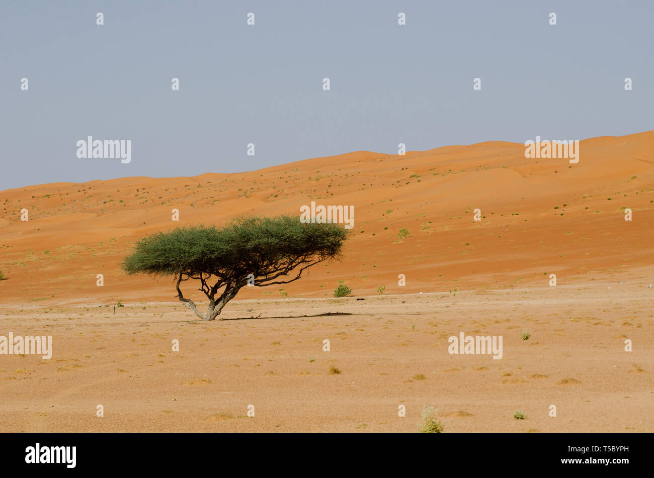 A single tree alone in the Omani Desert Stock Photo - Alamy