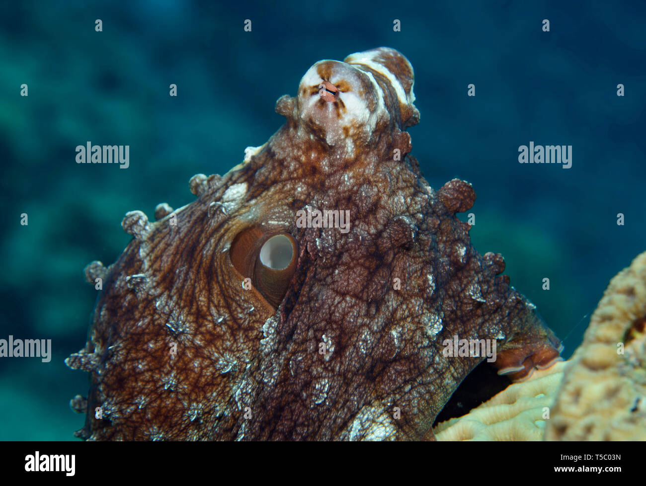 Day octopus, Octopus cyanea, posing on coral reef, Hamata, Egypt, Red ...