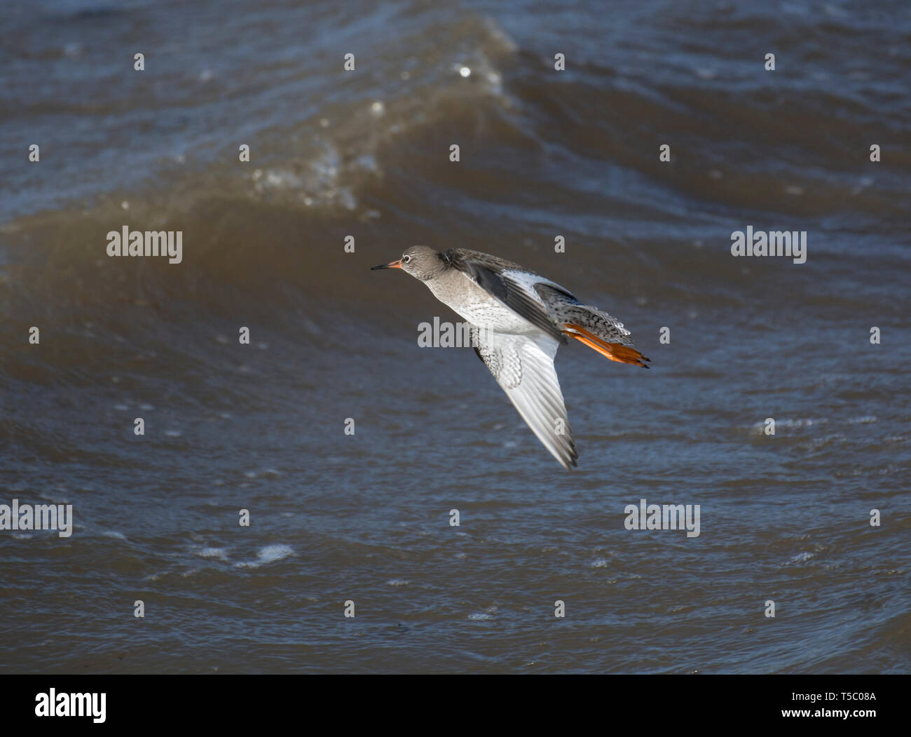 Two flying redshanks hi-res stock photography and images - Alamy