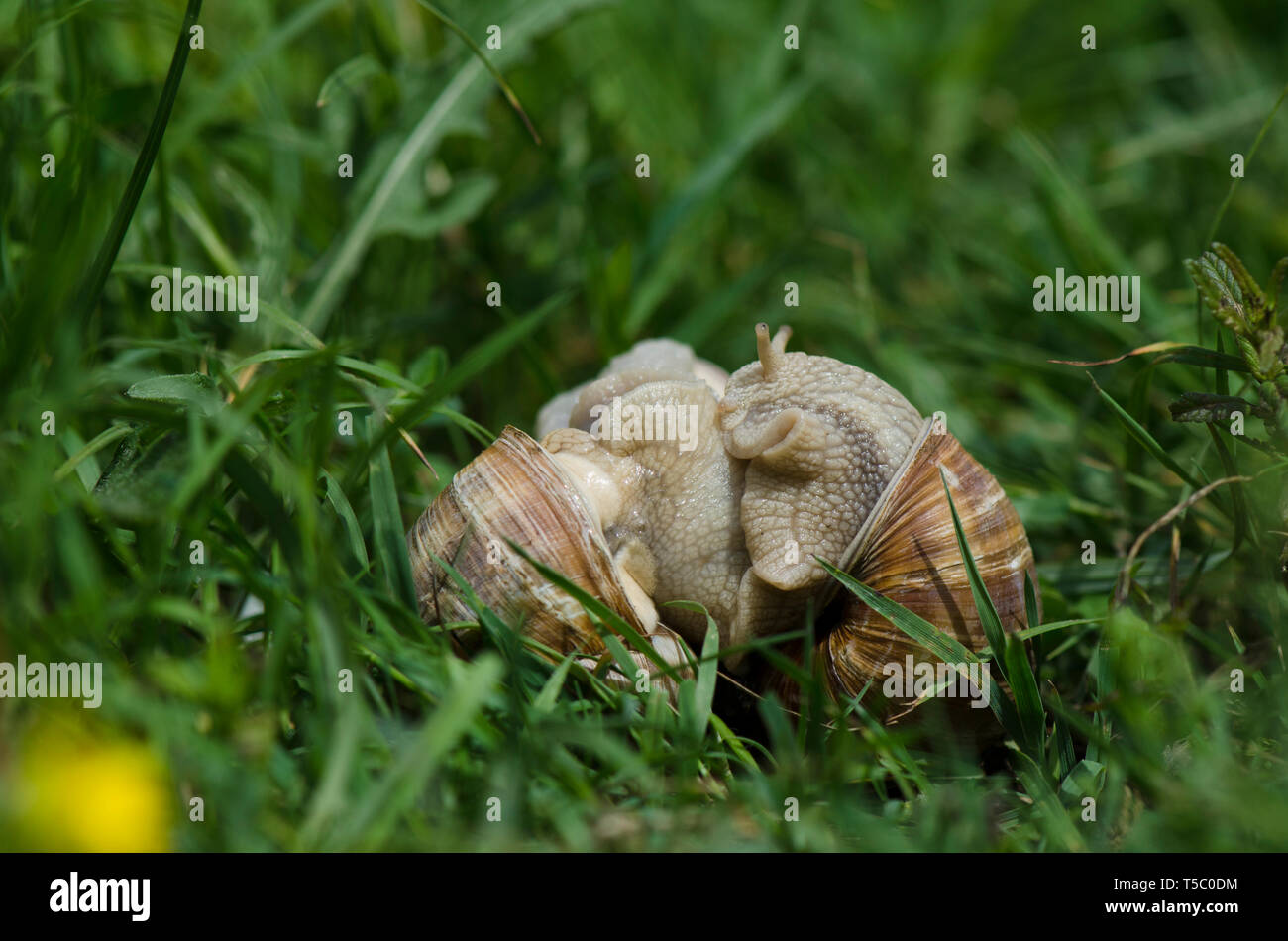 Snails mating hi-res stock photography and images - Alamy
