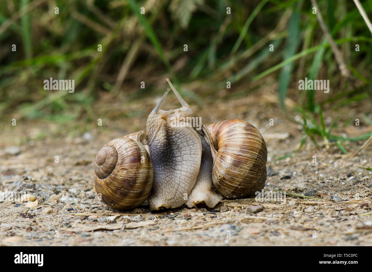 Roman snail, Burgundy snail, edible snail or escargot, Helix pomatia ...
