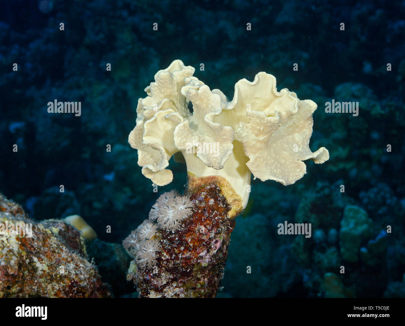 Sarcophyton sp tropical diving underwater photography hi-res stock ...