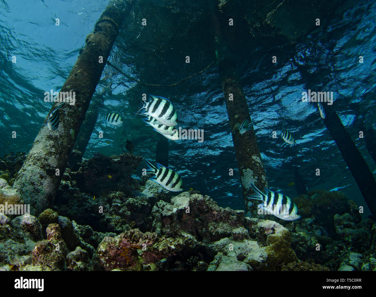 Shoal of Indo-Pacific sergeant, Sergeant major or Common sergeant ...