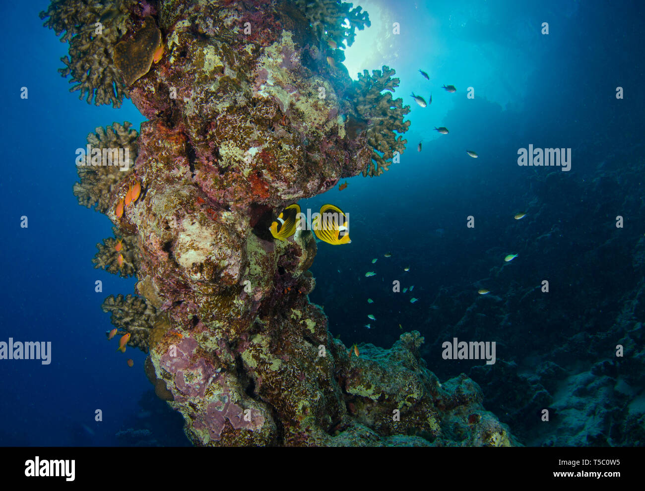 Striped butterflyfish, Chaetodon fasciatus, sheltering under coral ...
