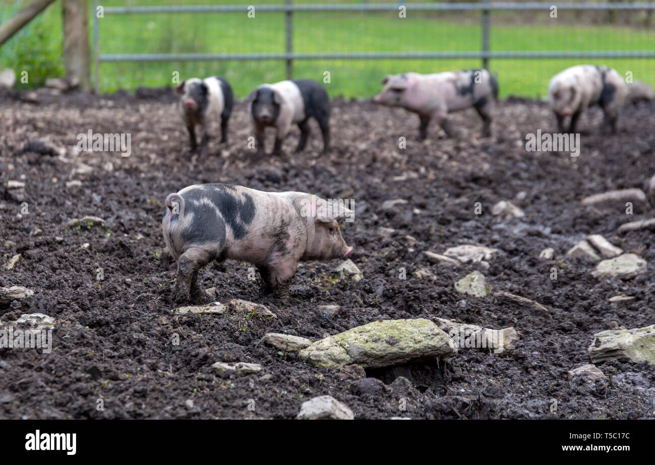 Pig pen hi-res stock photography and images - Alamy