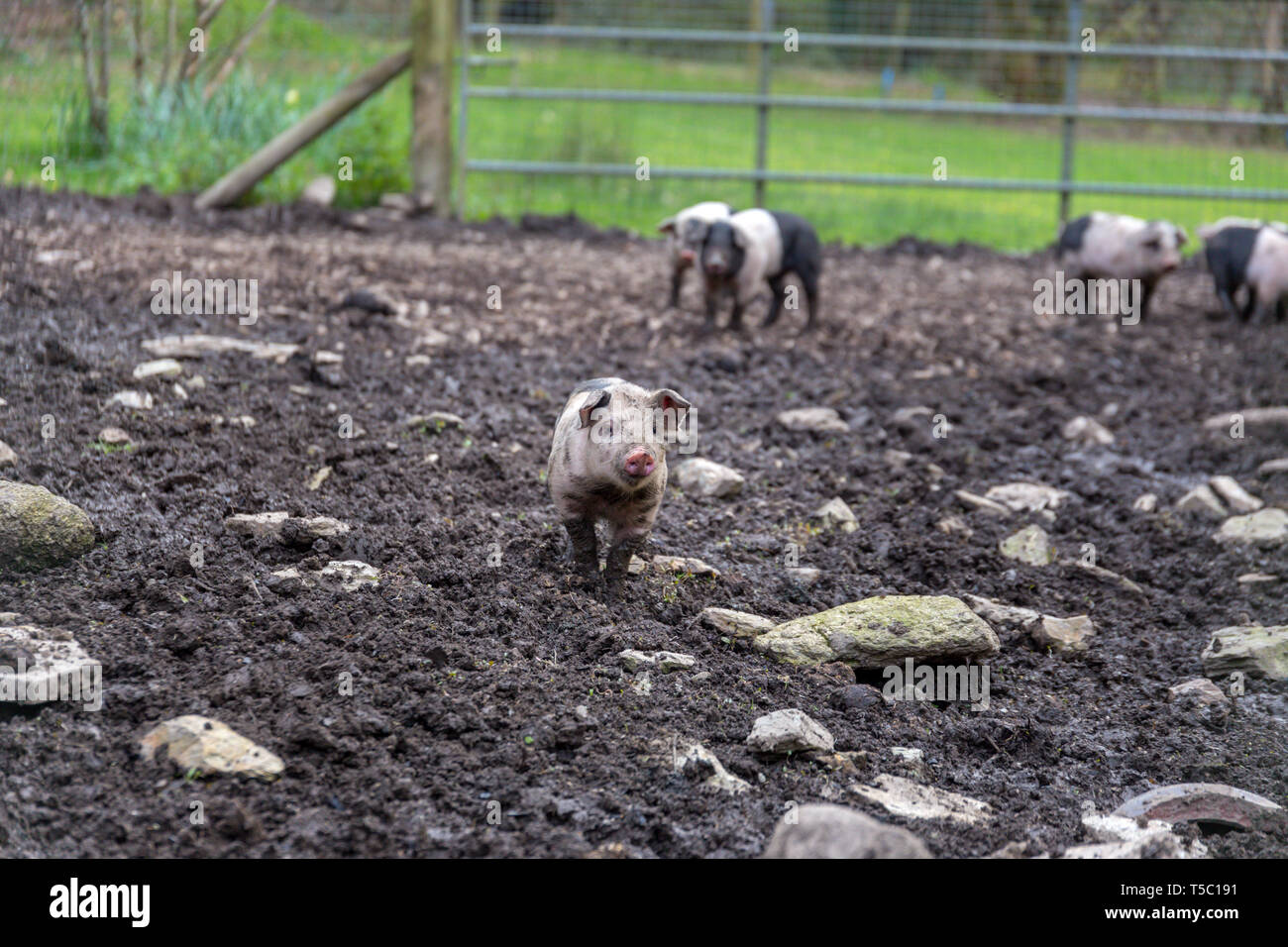 Pig pen hi-res stock photography and images - Alamy