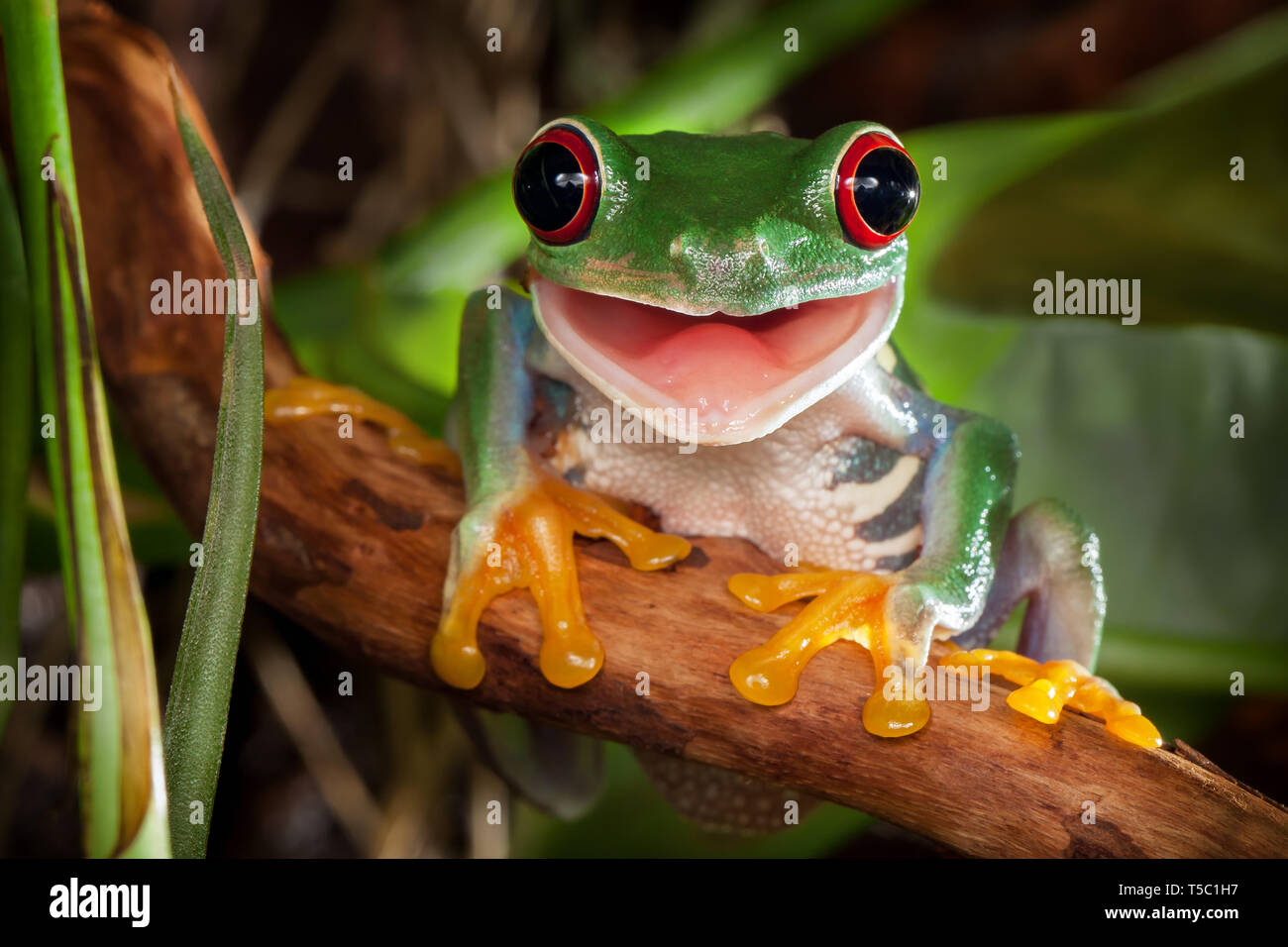 Red-eyed tree frog sitting on a branch and smiling Stock Photo - Alamy