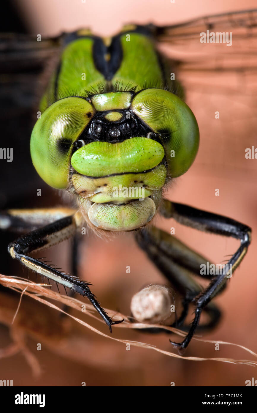 Dragonfly Smile High Resolution Stock Photography and Images - Alamy